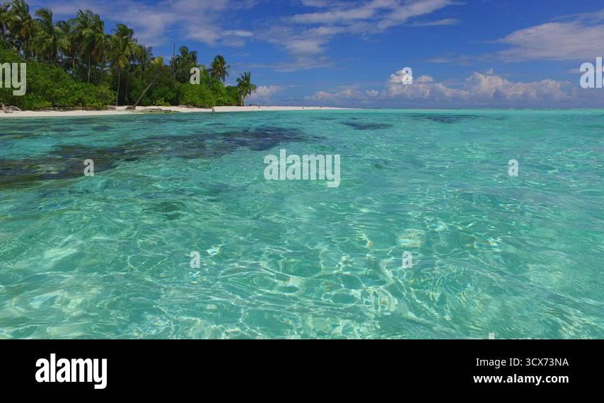 Close up travel of exotic coastline beach wildlife by blue water and ...