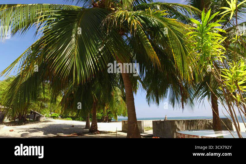 Copy space tourism of marine shore beach wildlife by shallow water with ...