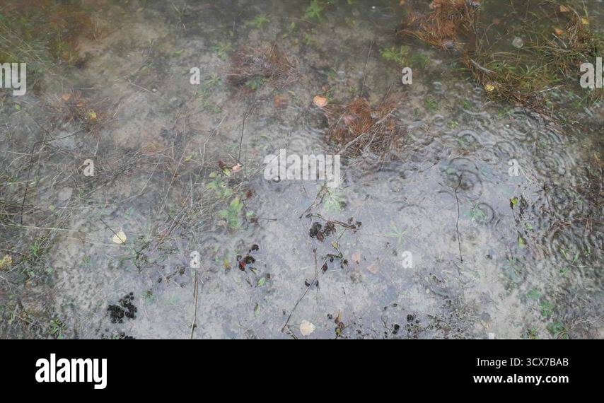 Raindrops drip in the forest and puddles have formed Stock Video ...