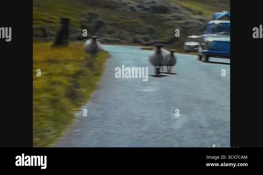 Road traffic sign warning sheep Stock Videos & Footage - HD and 4K ...