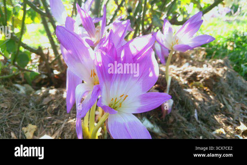 Colchicum speciosum autumn crocus blooms Stock Videos & Footage - HD ...