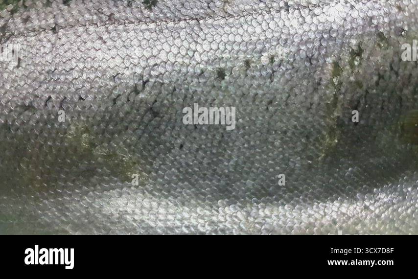Fish closeup with a gray or grey and silver shiny skin scales Stock ...