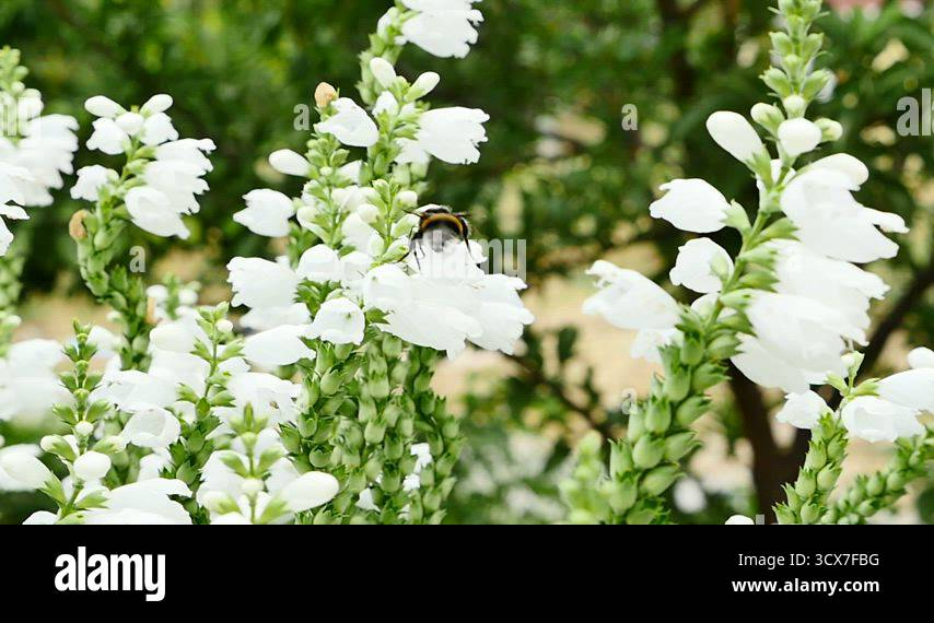 bumble bees in flower slow motion Stock Video Footage - Alamy