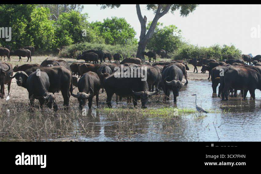 Cape Buffalo at Chobe river, Botswana safari wildlife Stock Video ...