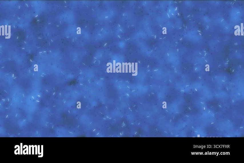 bacteria seen by microscope 4k Stock Video Footage - Alamy