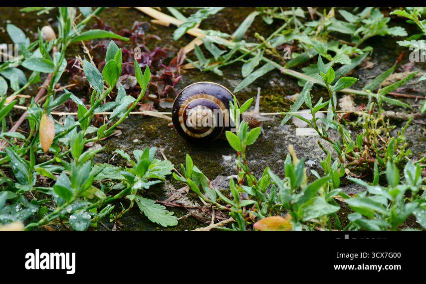 snail slides across 4k Stock Video Footage - Alamy