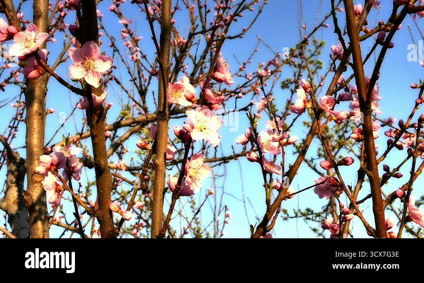 spring tree flowers blossom Stock Video Footage - Alamy