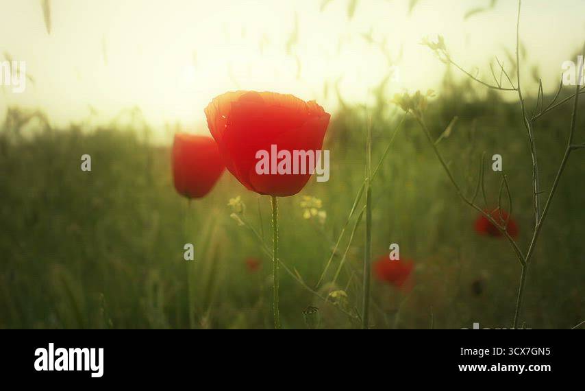 Beautiful poppy field slow motion Stock Videos & Footage - HD and 4K ...