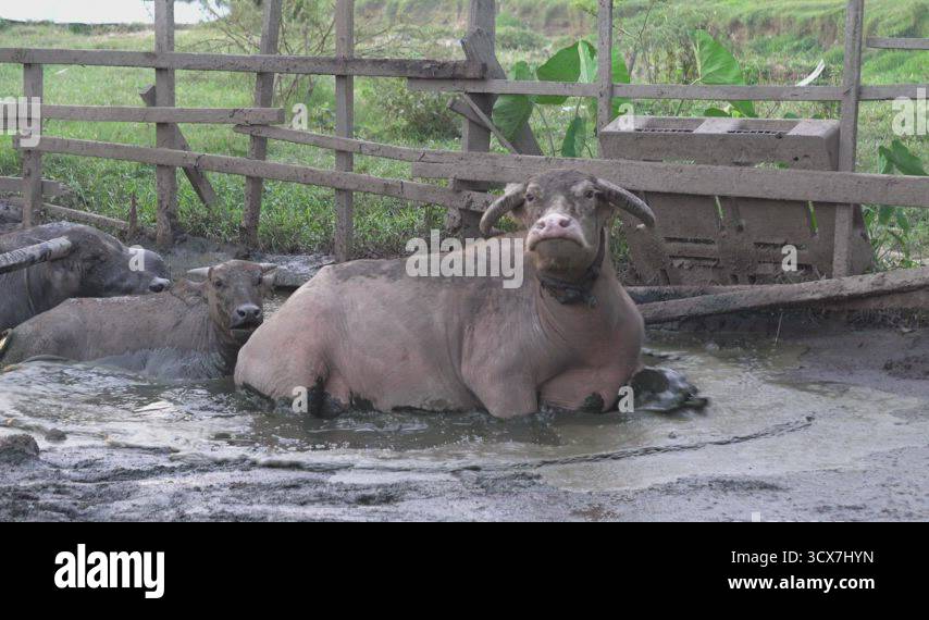 Buffalo sitting down Stock Videos & Footage - HD and 4K Video Clips - Alamy