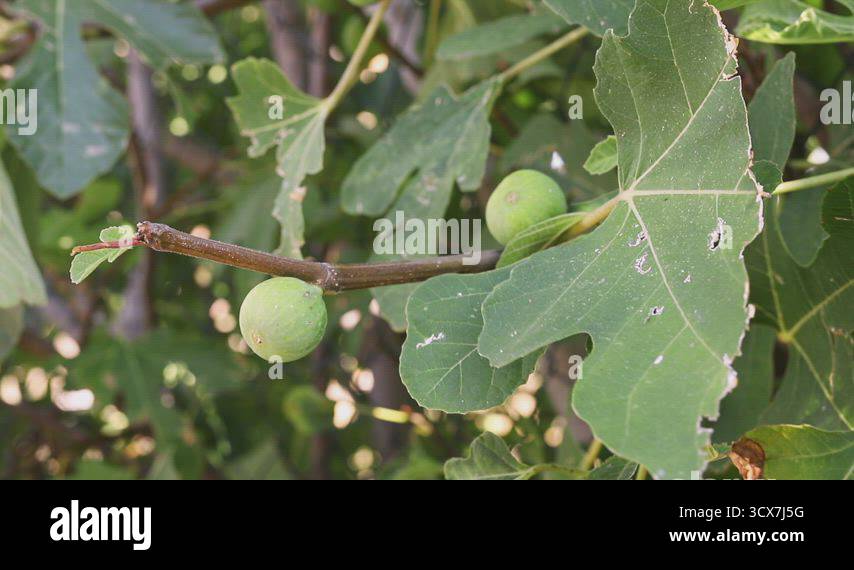 Fig tree close up Stock Video Footage - Alamy
