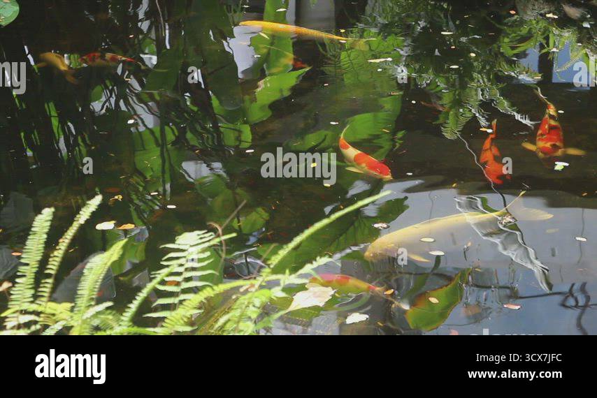 Carp pond in resort garden Stock Videos & Footage - HD and 4K Video ...