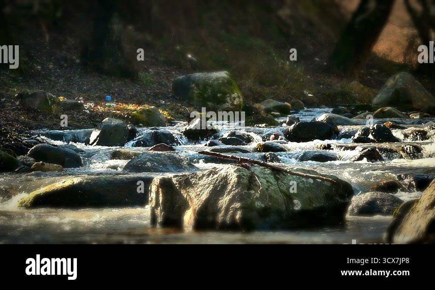 river rock tree autumn Stock Video Footage - Alamy