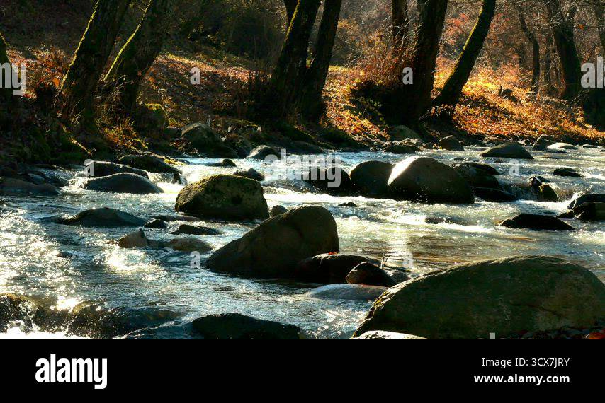 river rock tree autumn Stock Video Footage - Alamy