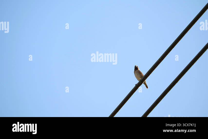 Electric blue bird Stock Videos & Footage - HD and 4K Video Clips - Alamy