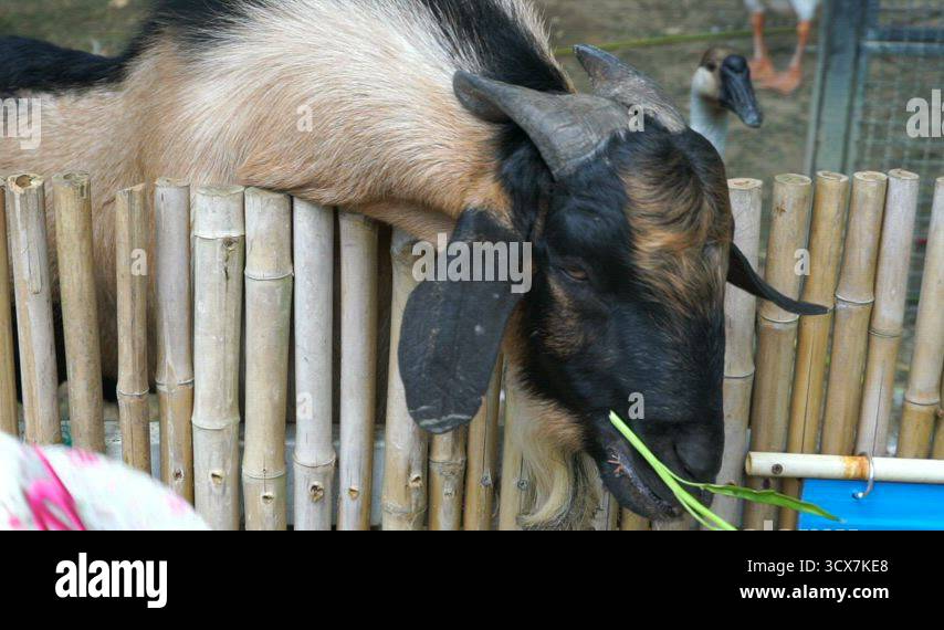 Children feed the goat with grass on the farm Stock Video Footage - Alamy