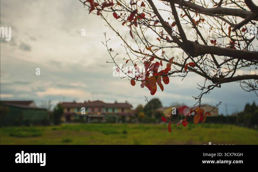 Twig and rural landscape with small houses Stock Video Footage - Alamy