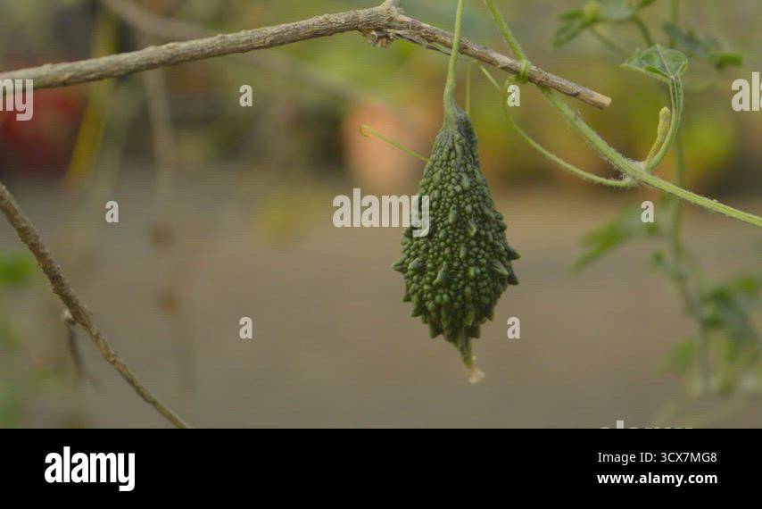 Ucche Karela Bitter Gourd or Bitter melon (momordica charantia Cucurbitaceae) in morning ...