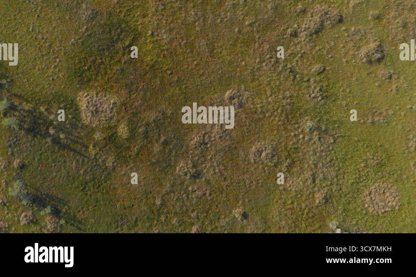 Swamp marsh moss aerial abstract bird eye view at sunset Stock Video ...