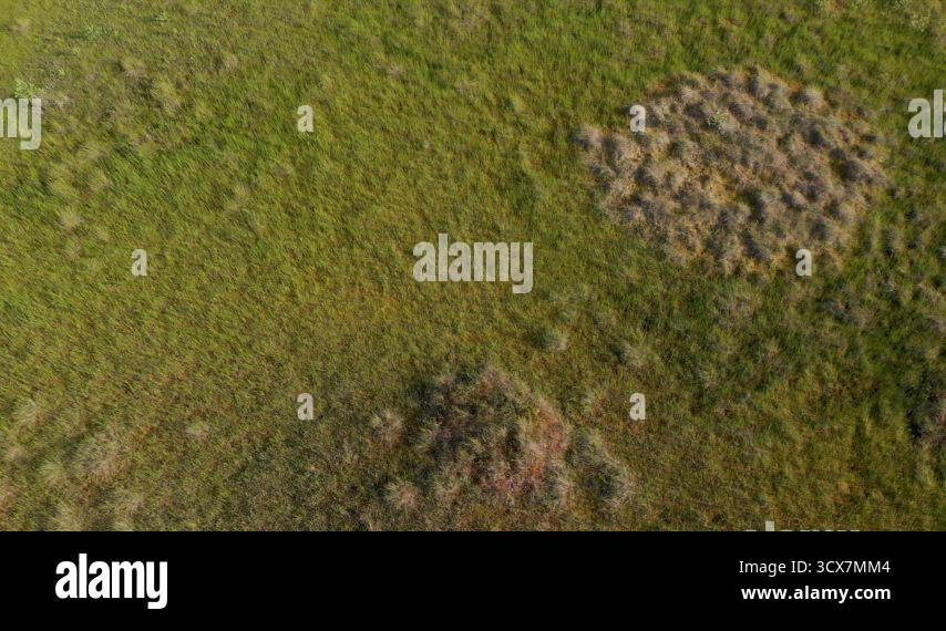 Swamp marsh epic reveal shot grass moss and dwarf trees aerial tilt ...