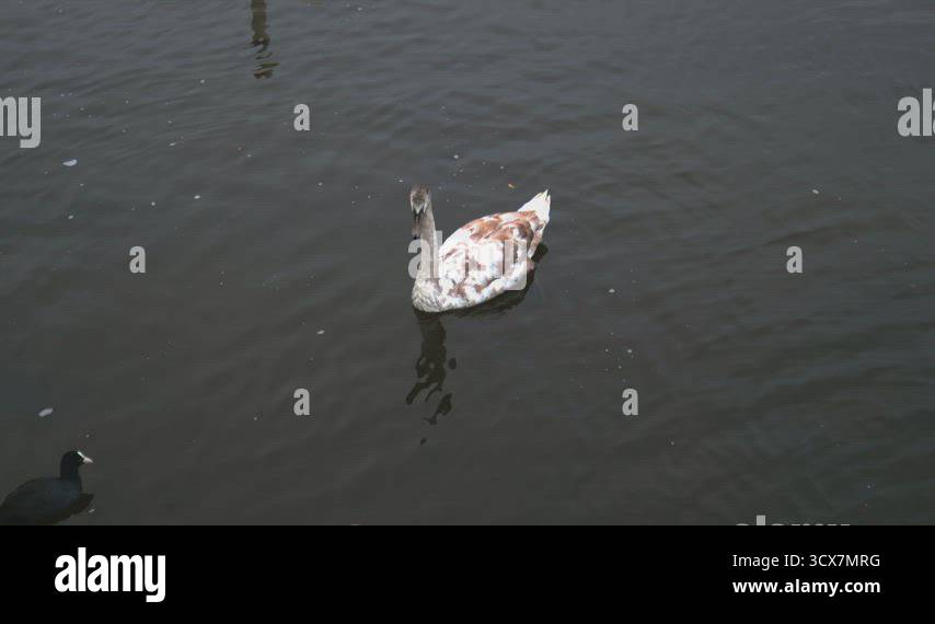 Landscape view of a spotted swan swimming around on a river near other ...