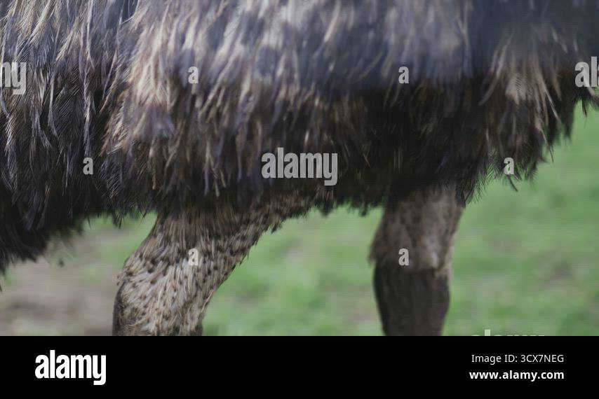 Legs big emu walking on Stock Videos & Footage - HD and 4K Video Clips ...