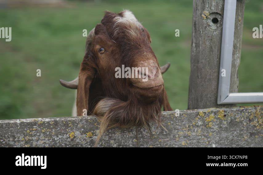 Brown goat on farmyard Stock Videos & Footage - HD and 4K Video Clips ...