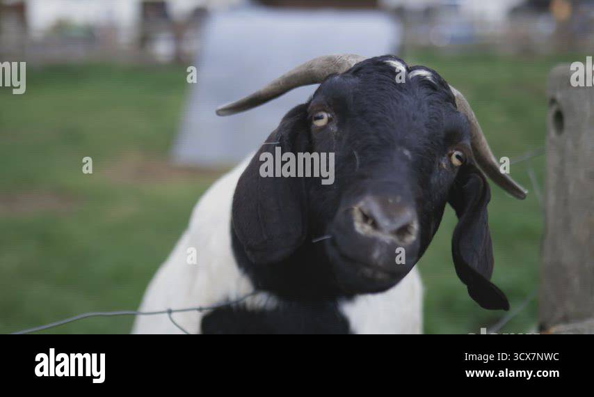 Beautiful horned goat sticking its head over a fence with other goat ...