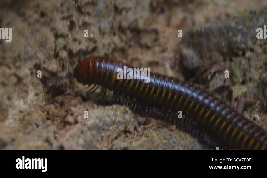 Asian giant millipede thyropygus spirobolinae Stock Videos & Footage ...