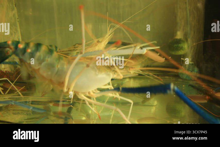 blue prawn shrimp sold at a seafood market Stock Video Footage - Alamy