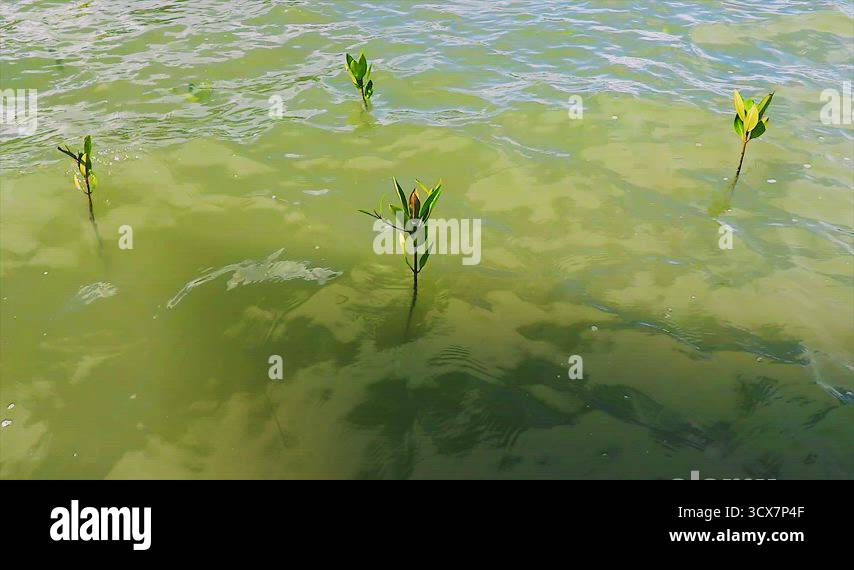 Red mangrove rhizophora mangle tree Stock Videos & Footage - HD and 4K ...