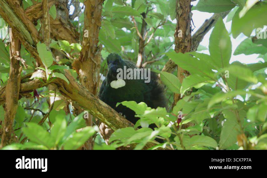 Tui bird feeding Stock Videos & Footage - HD and 4K Video Clips - Alamy
