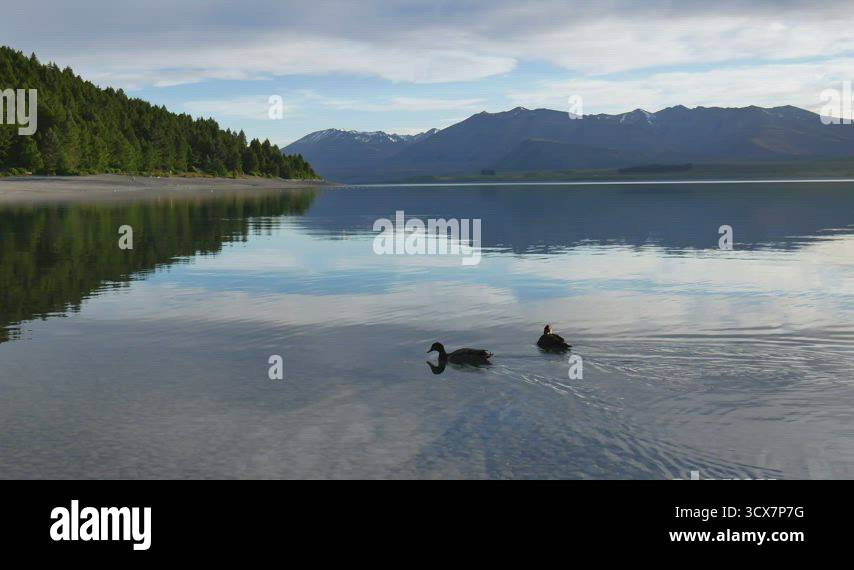 Two mallard ducks swim toward the pine tree reflect in water Stock ...