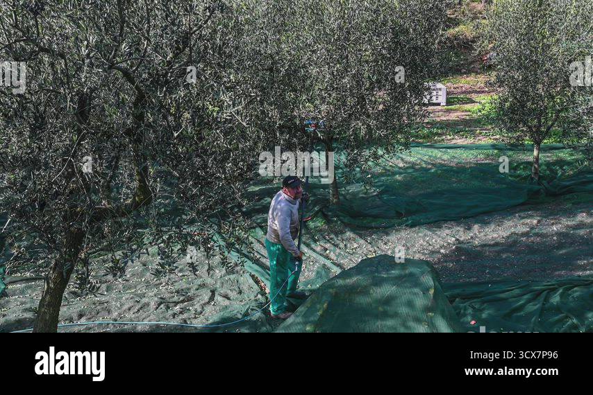 olive harvesting in November with hydraulic hands Stock Video Footage ...