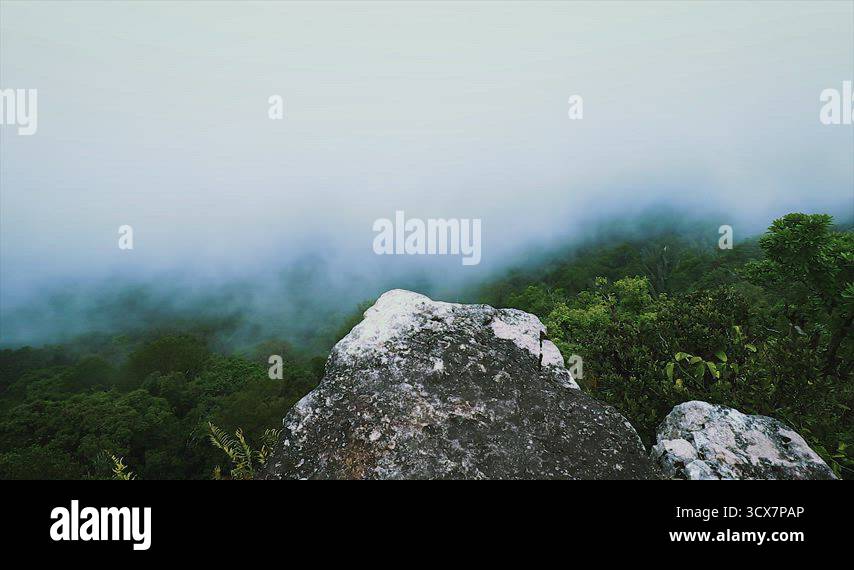 Amazon rainforest rain fog Stock Videos & Footage - HD and 4K Video ...
