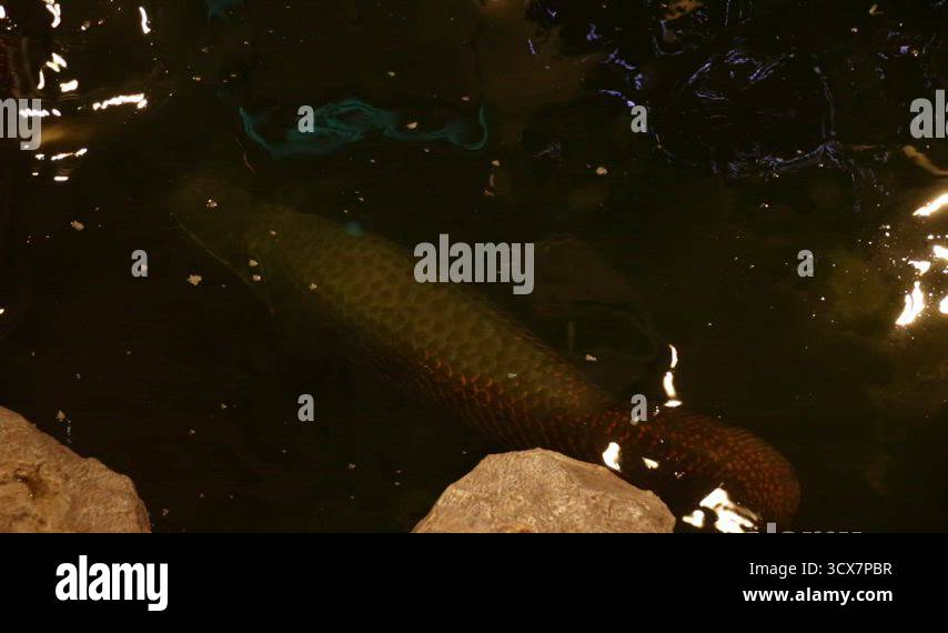 Top view of swimming Arapaima gigas or pirarucu Stock Video Footage - Alamy