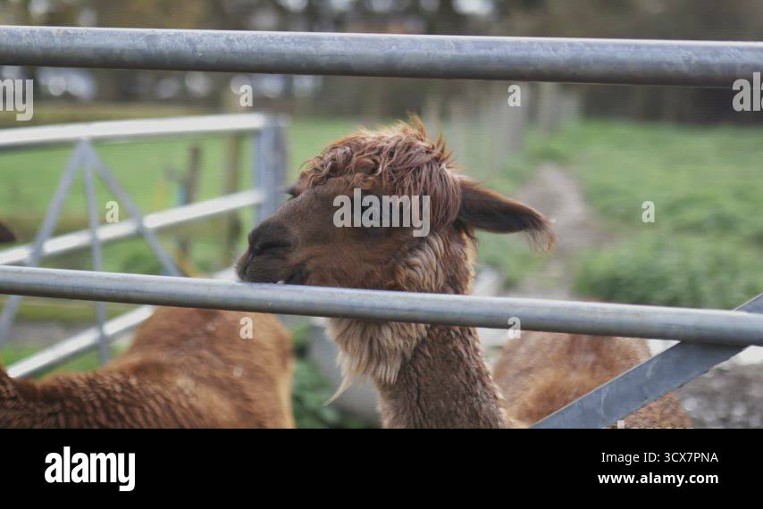 Young brown alpaca standing on the muddy ground and biting a metal ...