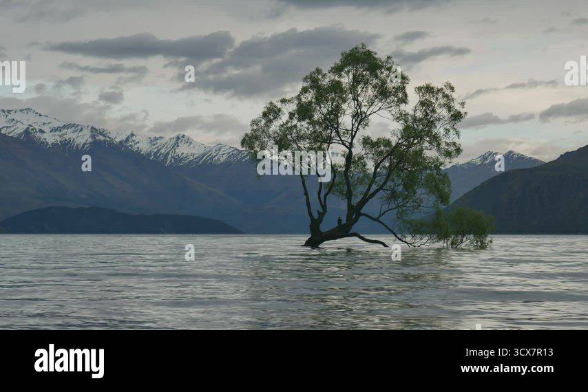 Famous tree Stock Videos & Footage - HD and 4K Video Clips - Alamy