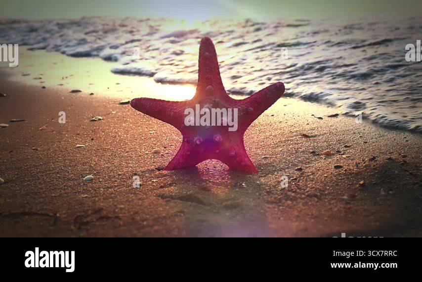 starfish on beach sunset Stock Video Footage - Alamy