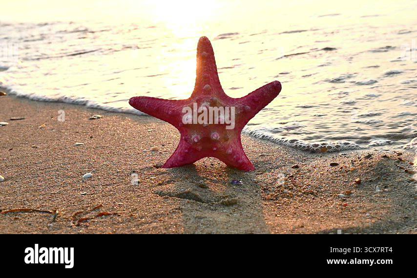 starfish on beach sunset Stock Video Footage - Alamy