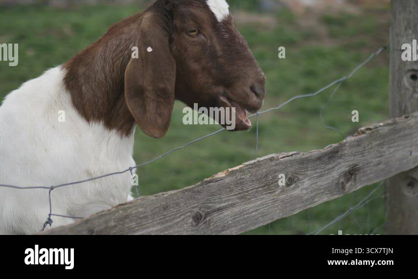 Beautiful horned goat sticking head Stock Videos & Footage - HD and 4K ...