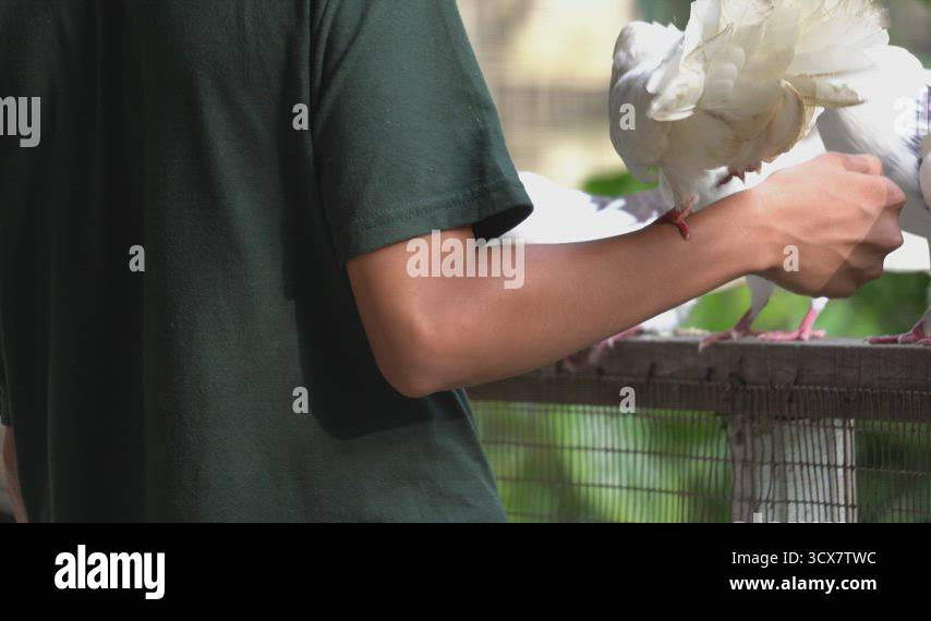 Visitor play with pigeons at the bird park Stock Video Footage - Alamy