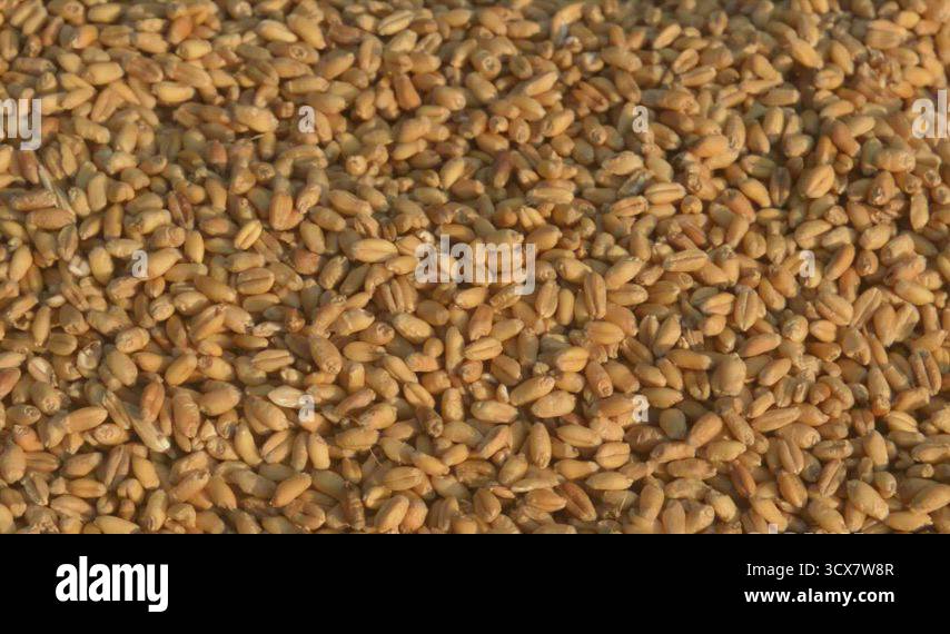 Seamless wheat grain texture pattern in morning sunlight. Natural dry ...