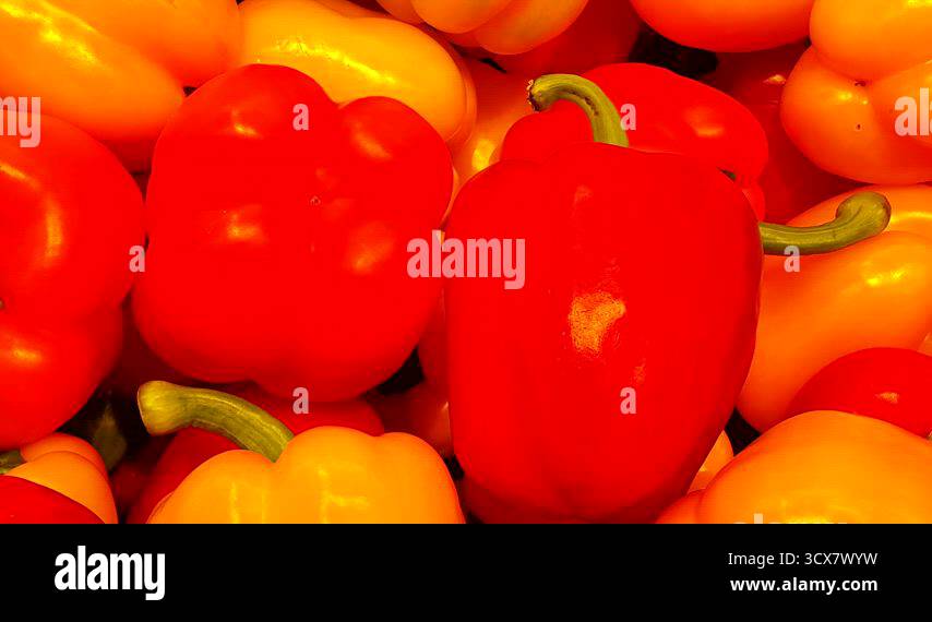 4K close up view of fresh picked red and yellow bell pepper Stock Video ...