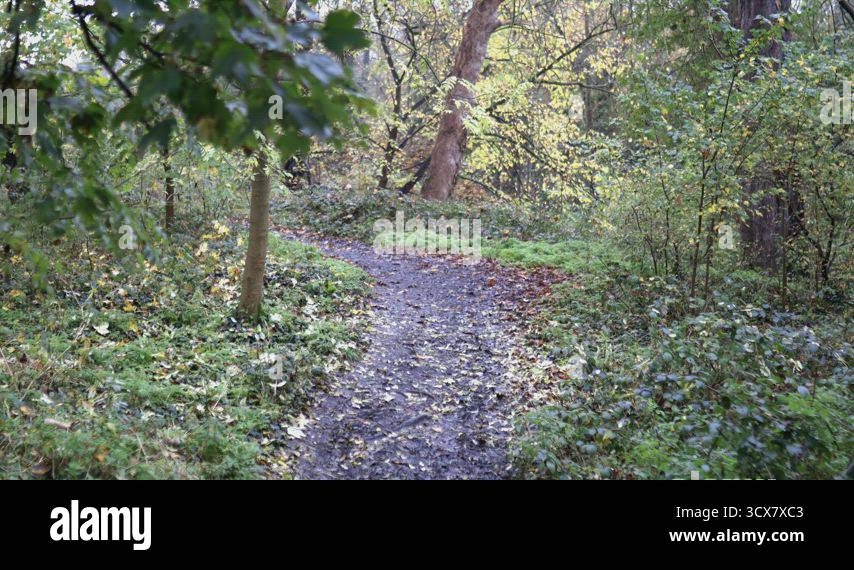Forest path covered grass surrounded Stock Videos & Footage - HD and 4K ...