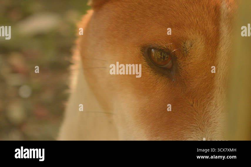 Close up of a cute doggy looking at the camera. Photographed Through ...