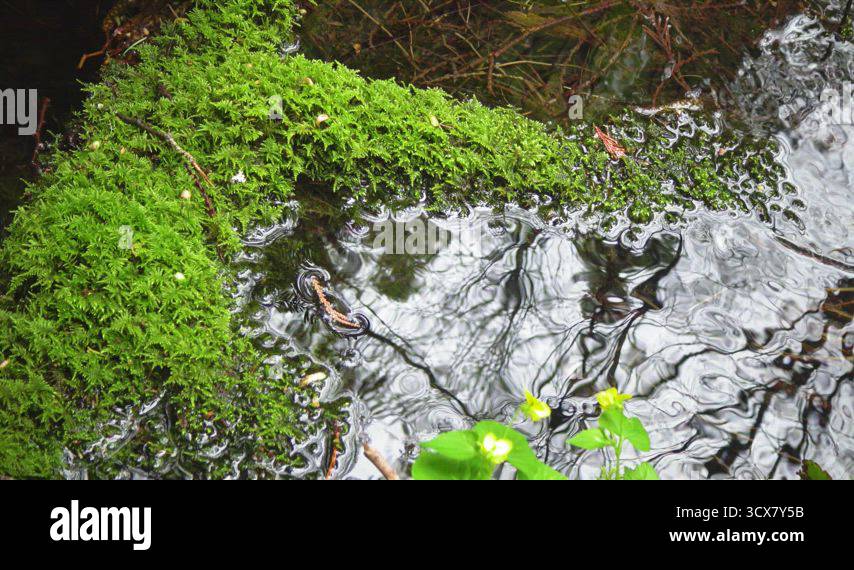 Green moss grows in a damp forest near slowly flowing water. USA Stock ...