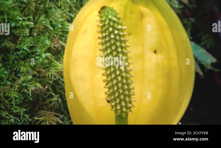 Western Skunk Cabbage (Lysichiton americanus) in a red alder grove ...