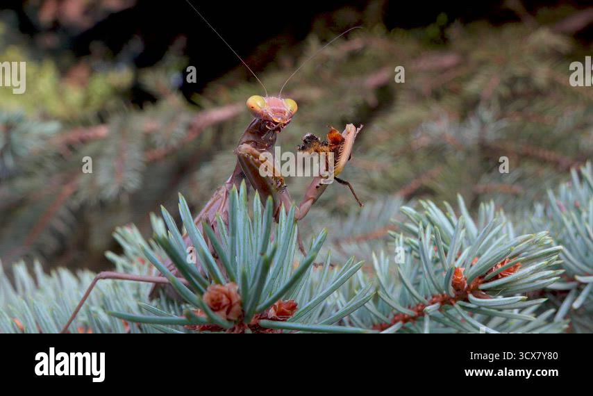 The predatory mantis has caught and is eating a fly. The European ...