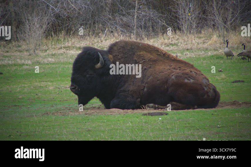 Mammals of Montana. The American bison or buffalo (Bison bison) eat green grass on the field ...
