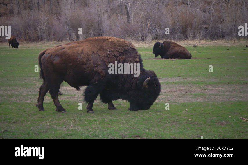Mammals of Montana. The American bison or buffalo (Bison bison) eat ...
